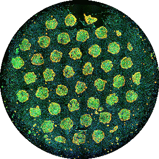 BioIVT Webinar Series: HEPATOPAC New Approach Methodology Applications