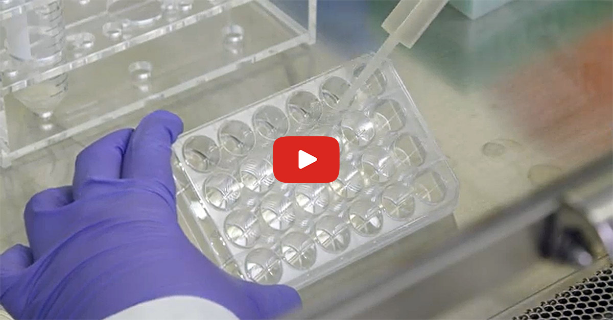Thawing and Plating Cryoplateable Hepatocytes Video - BioIVT